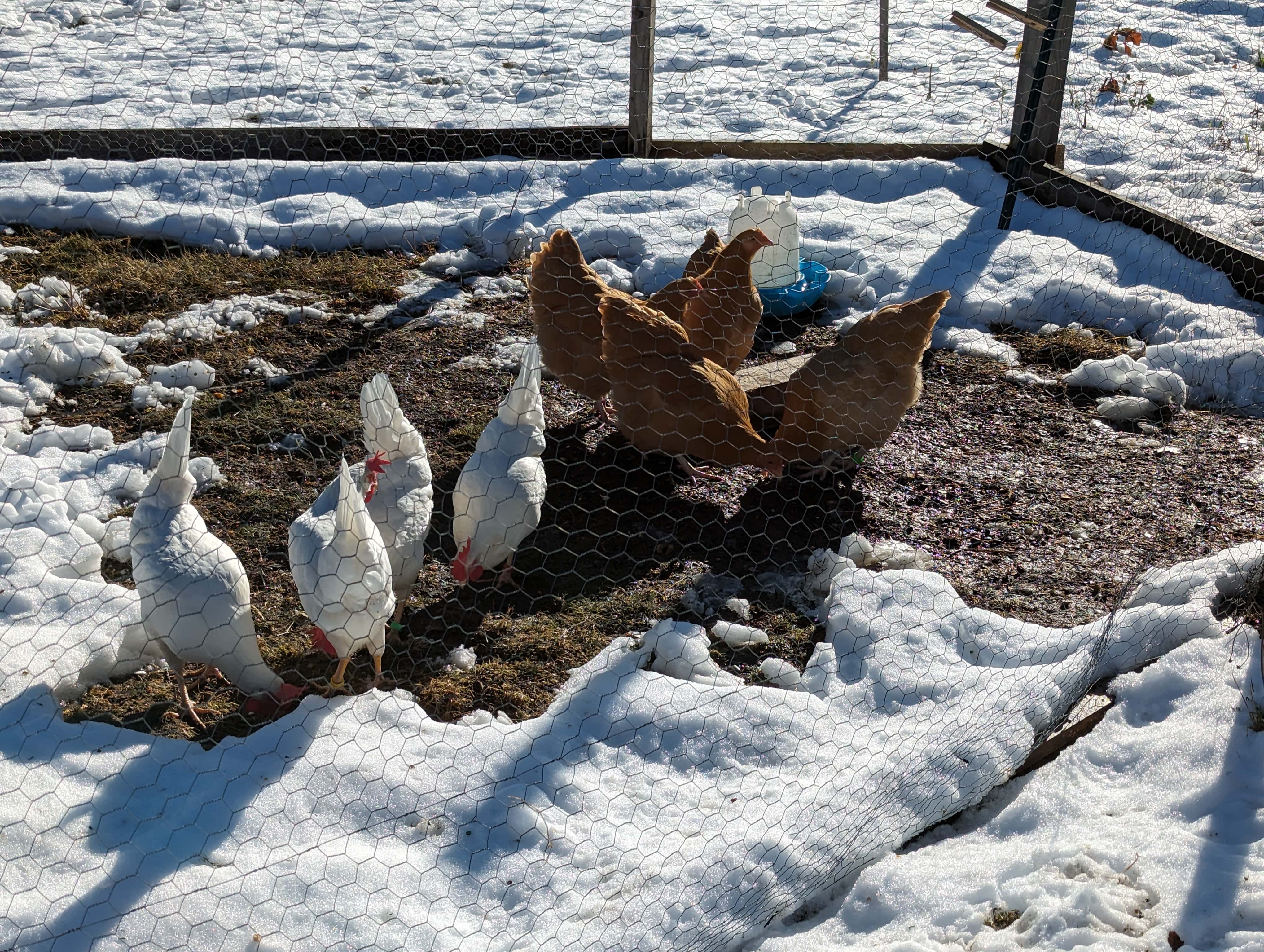 Chicken Coop Update [January 2025] // Helix's Blog